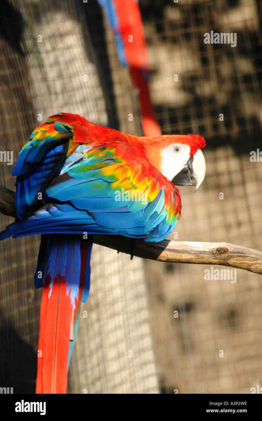 Parrot profile hi-res stock photography and images - Alamy