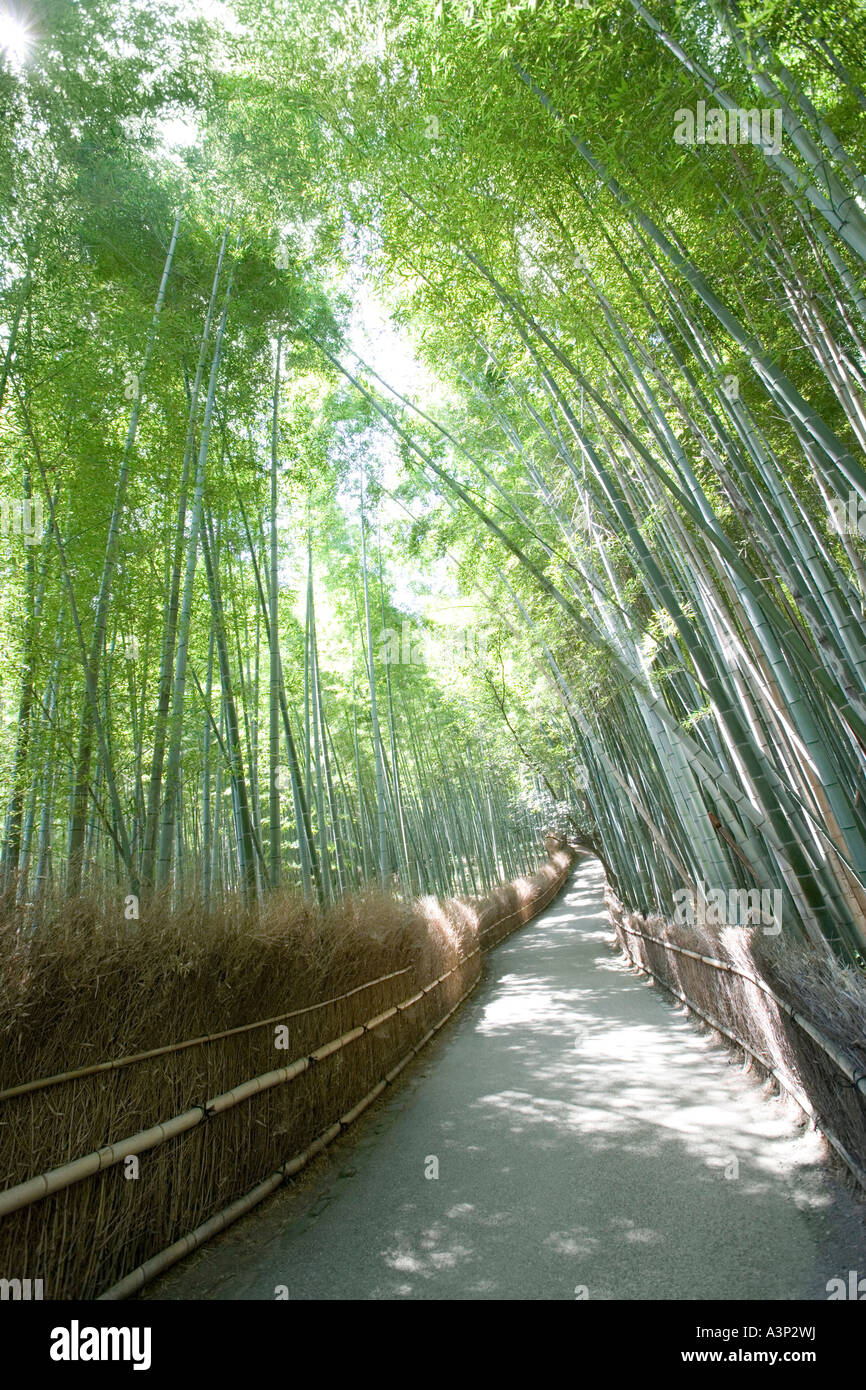 Bamboo grove in Sagano, Kyoto, Japan Stock Photo - Alamy
