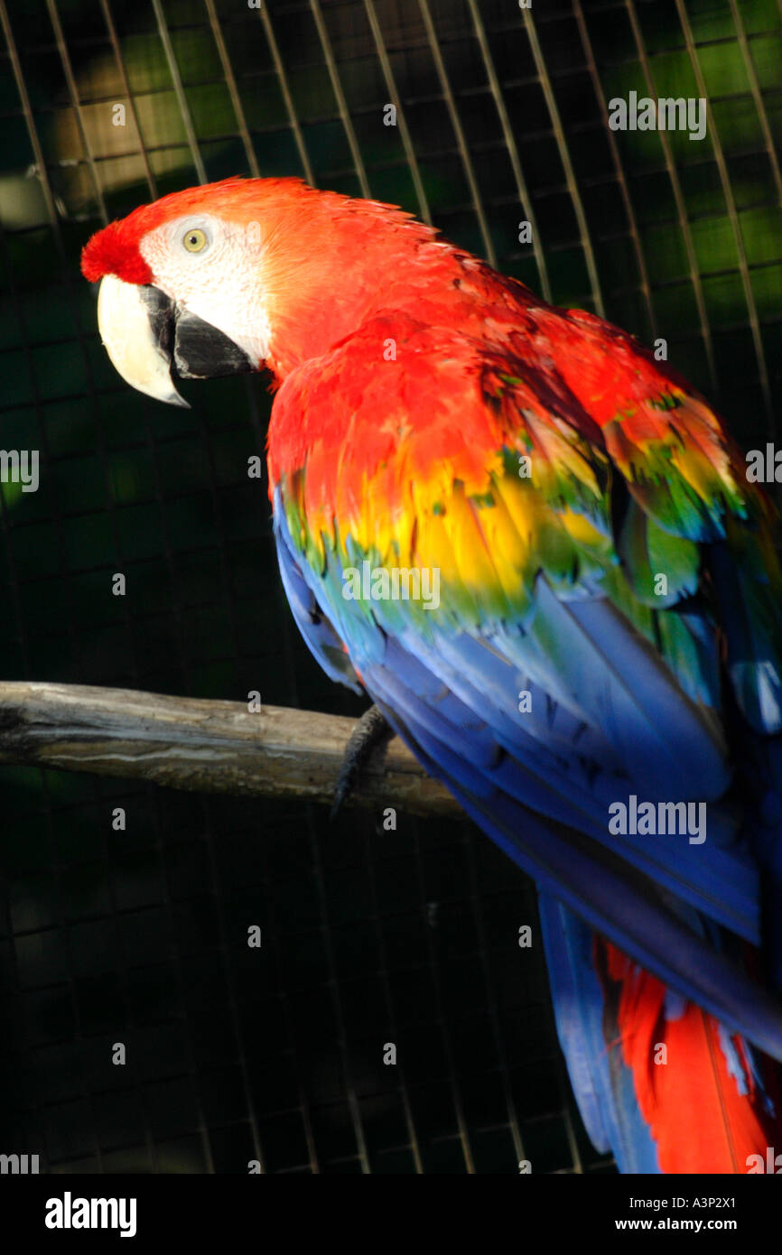 Red parrot in profile Stock Photo - Alamy