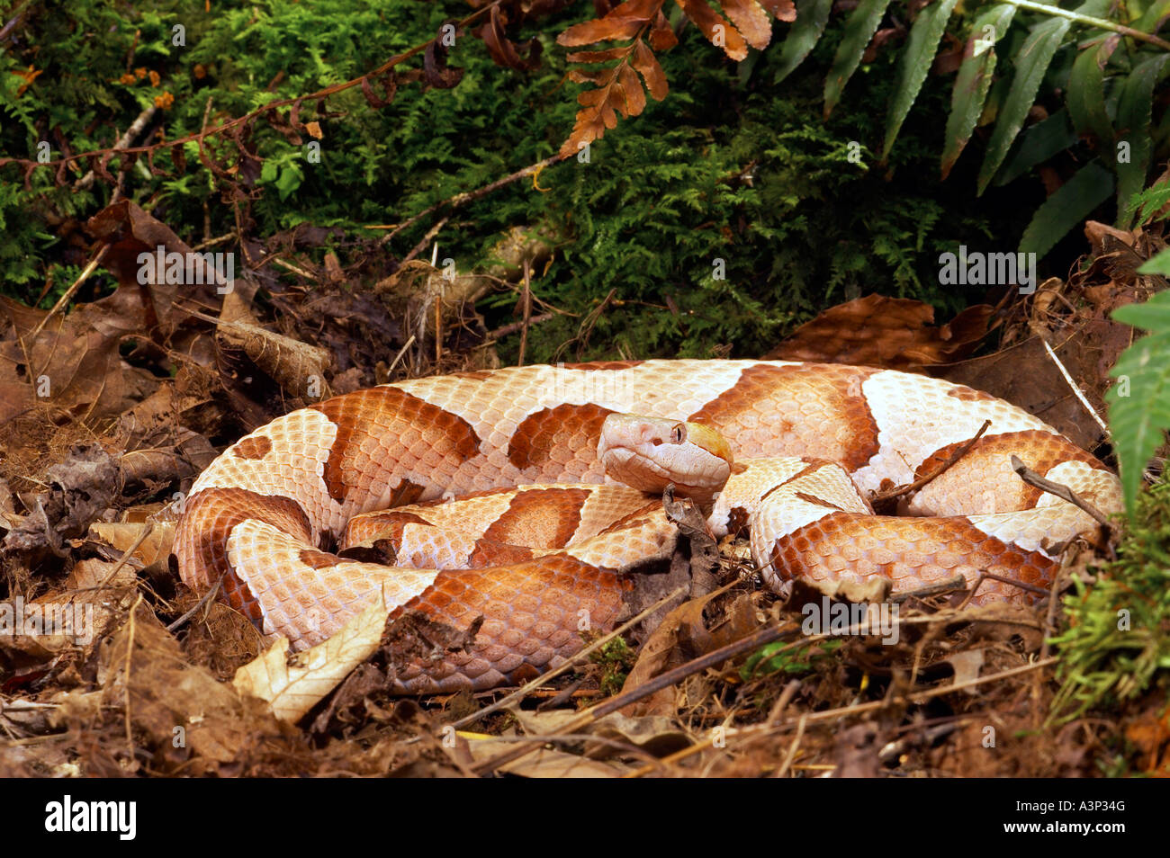 Western Pa Copperhead
