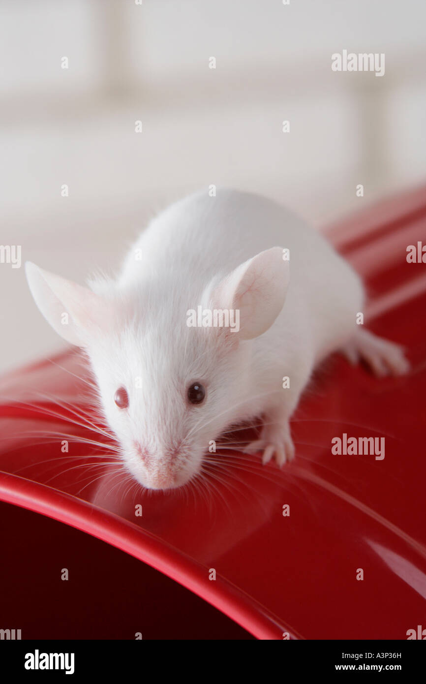 A mouse on top of red bucket Stock Photo - Alamy