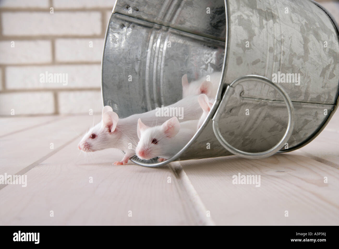 Mice coming out from a bucket Stock Photo - Alamy