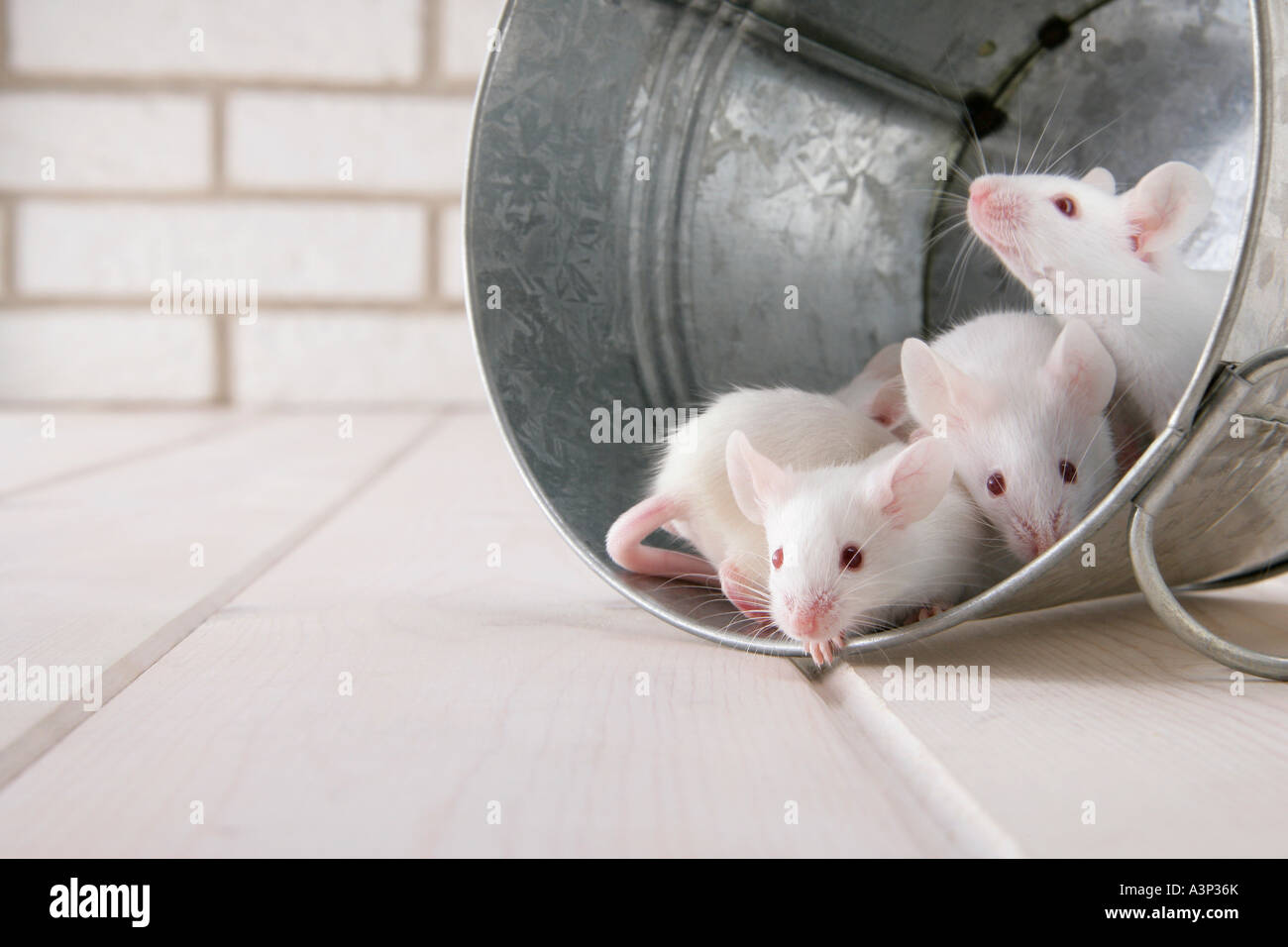 Mice in a bucket Stock Photo - Alamy