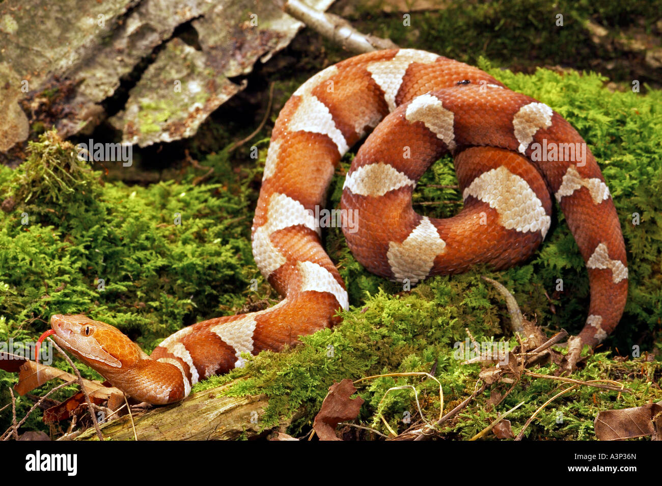 Broad Banded Copperhead Snake Agkistrodon contortrix laticinctus USA Stock Photo - Alamy