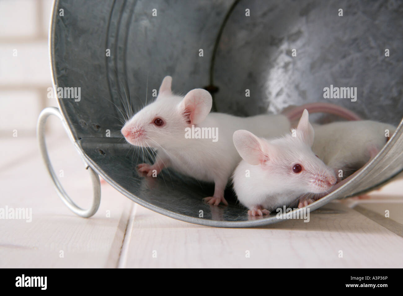 Mice in a bucket Stock Photo - Alamy
