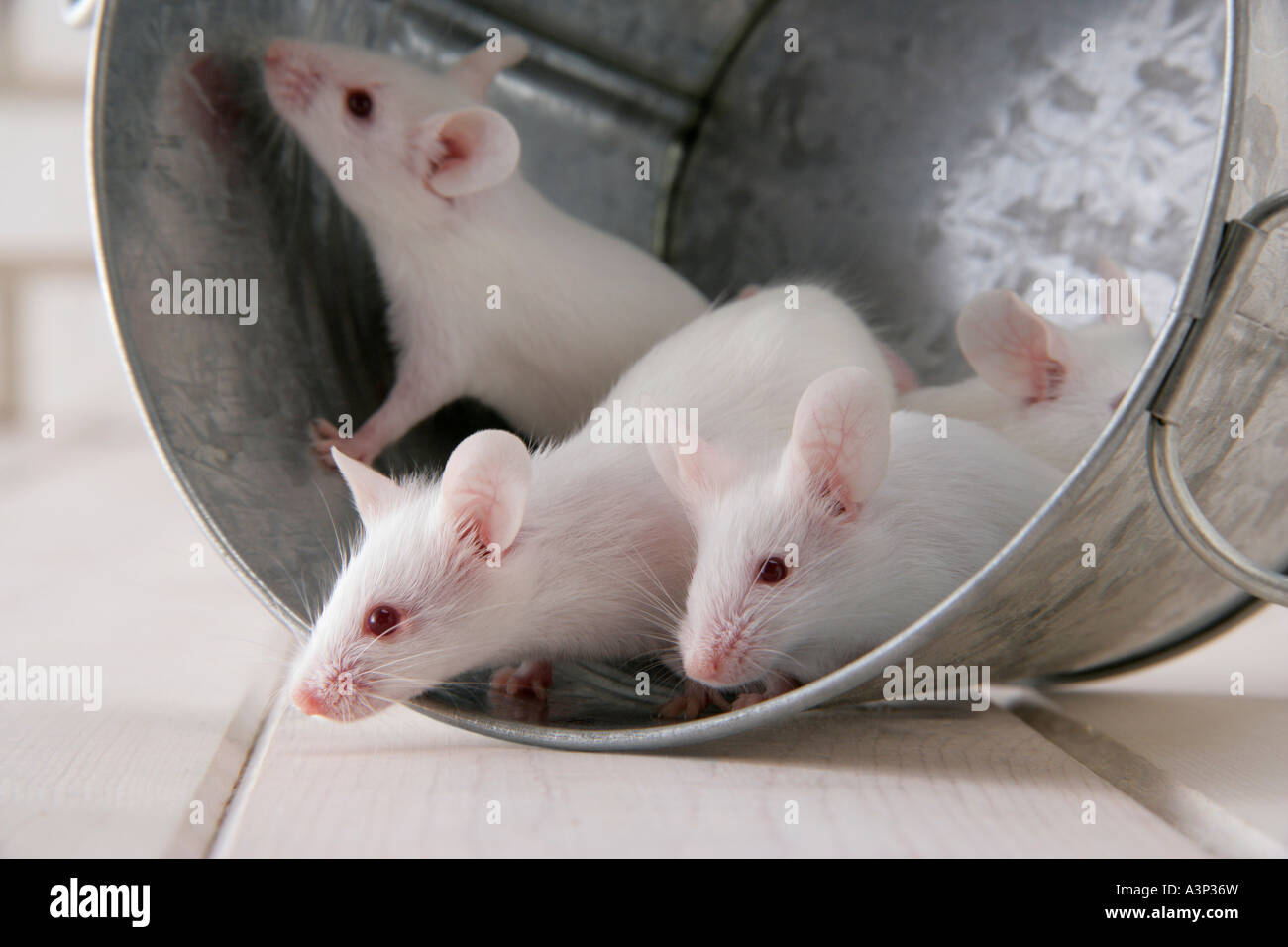 Mice in a bucket Stock Photo - Alamy