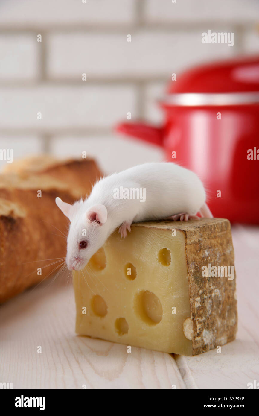 A mouse on top of cheese Stock Photo - Alamy