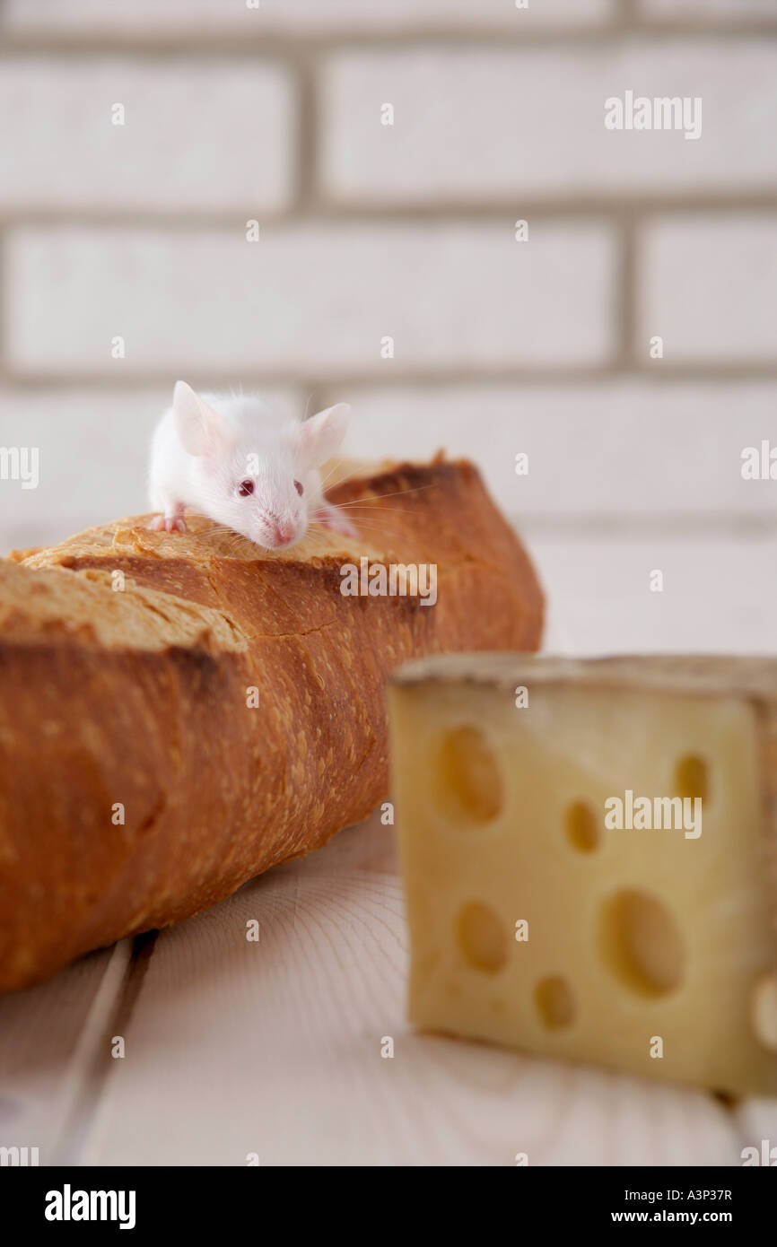 A mouse on top of bread Stock Photo - Alamy