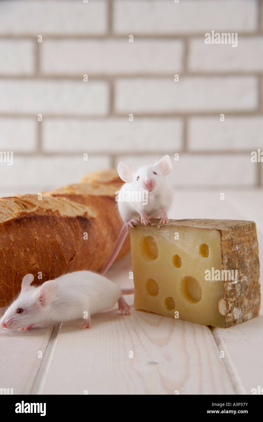 Mice walking among foods Stock Photo - Alamy