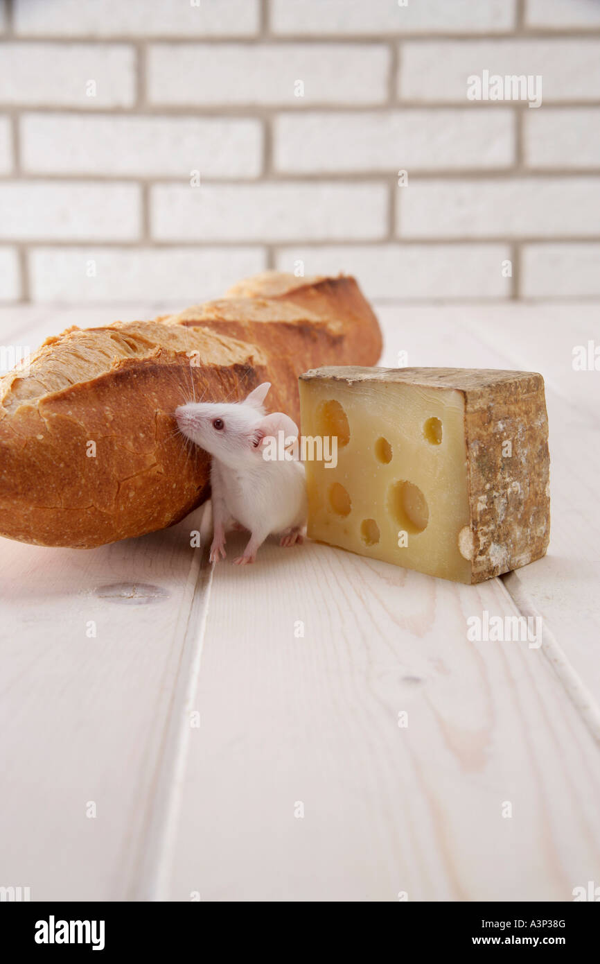 A mouse smelling bread Stock Photo - Alamy