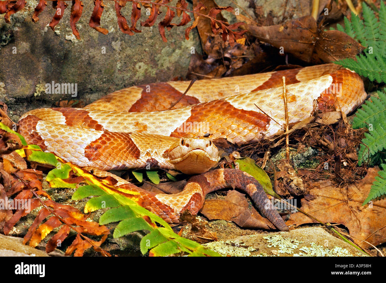 Northern Copperhead Snake Agkistrodon contortrix mokasen Eastern USA ...