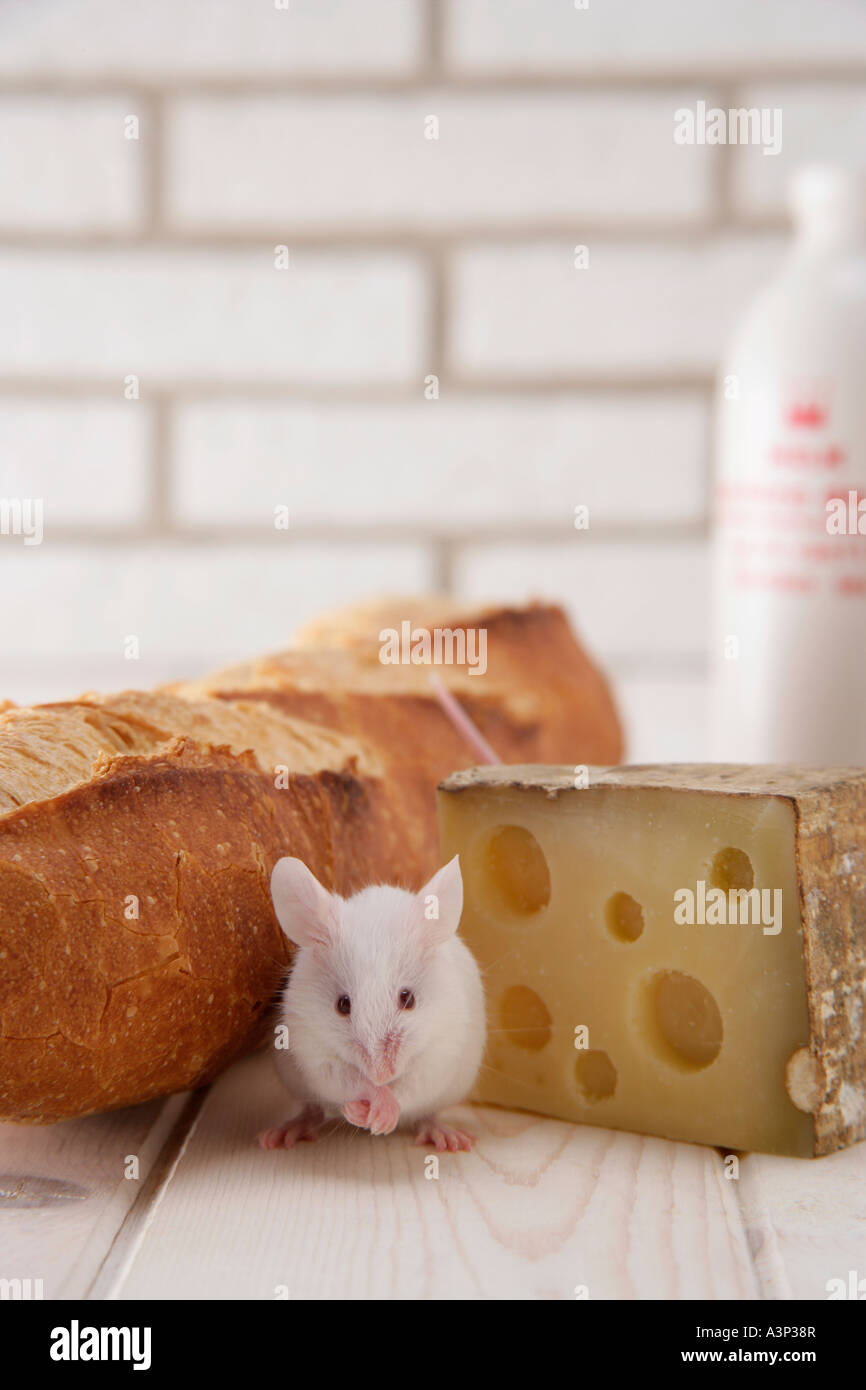 Mice sitting among foods Stock Photo - Alamy