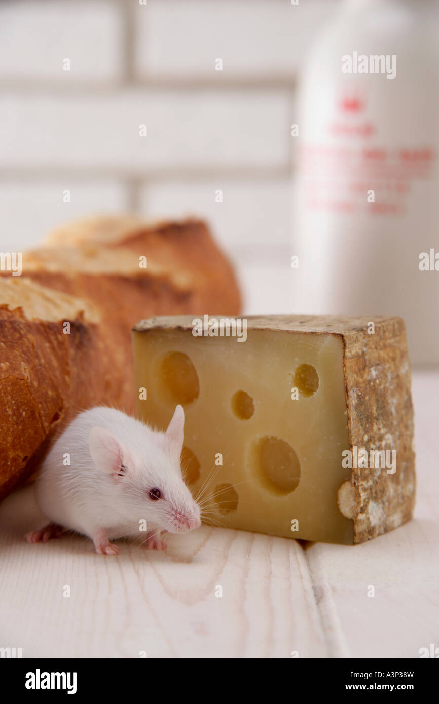 Mice walking among foods Stock Photo - Alamy