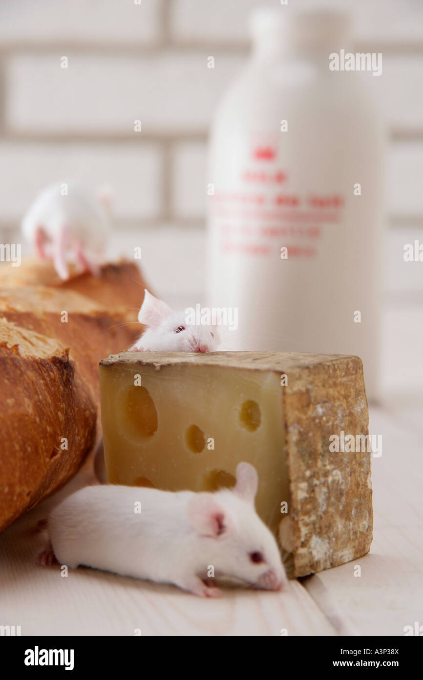 Mice eating foods Stock Photo - Alamy
