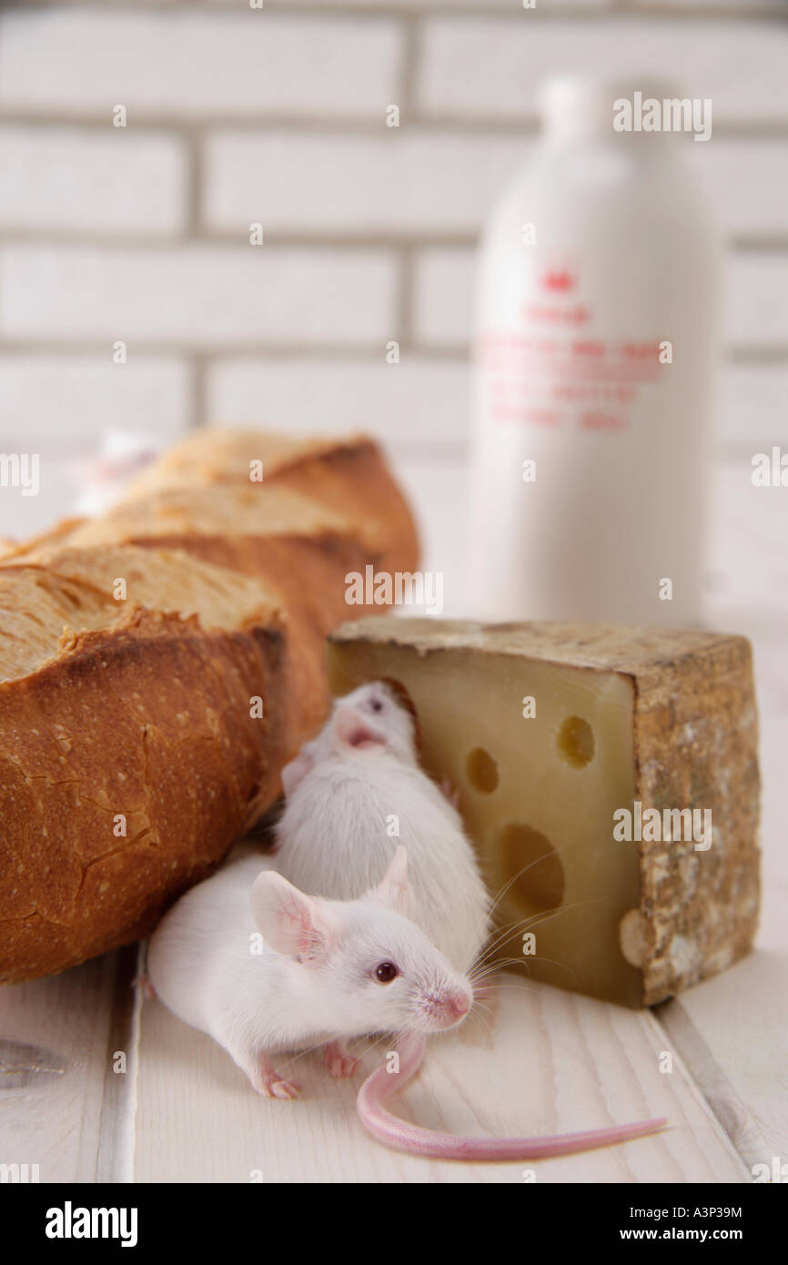 Mice eating cheese Stock Photo - Alamy