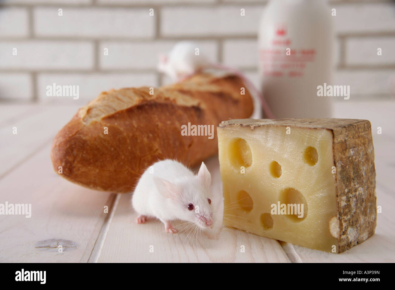 Mice walking among foods Stock Photo - Alamy