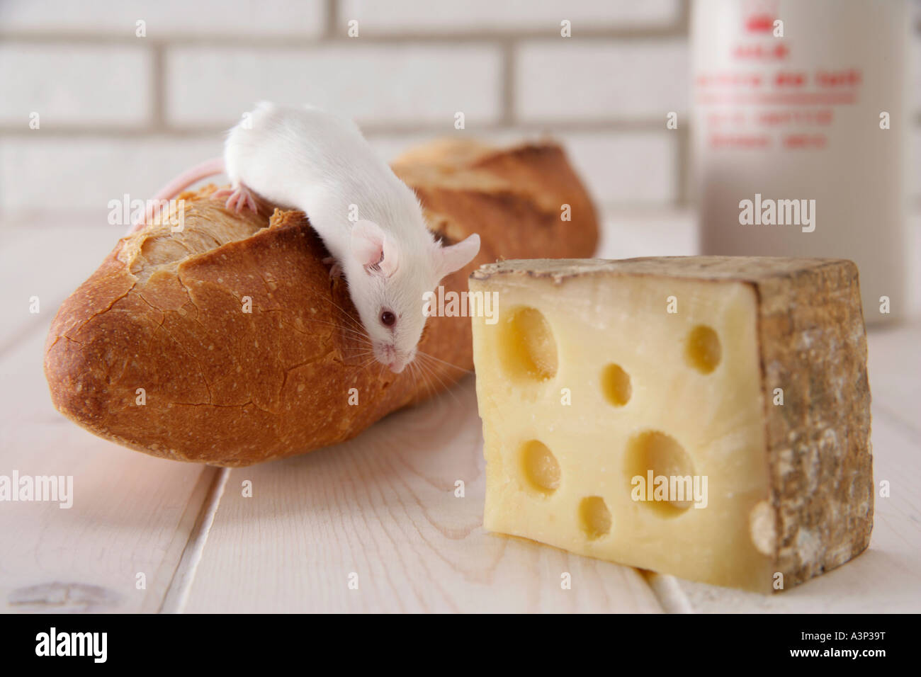 A mouse on top of bread Stock Photo - Alamy