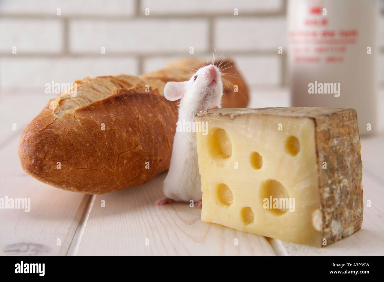 A mouse smelling cheese Stock Photo - Alamy