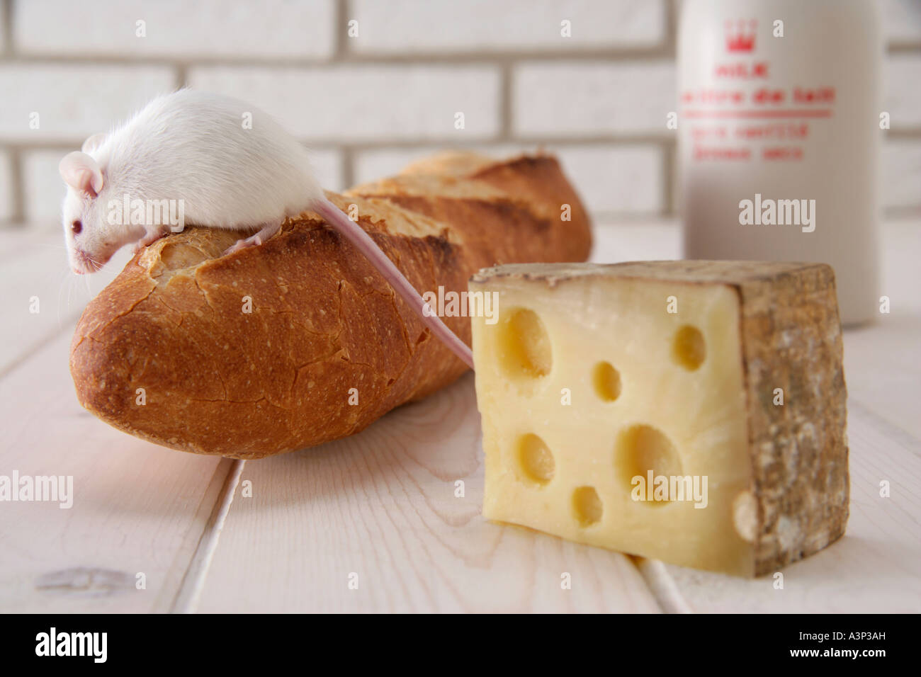 A mouse on top of bread Stock Photo - Alamy