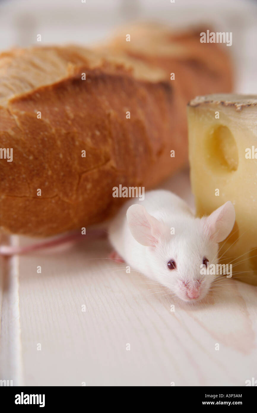 A mouse walking among foods Stock Photo - Alamy