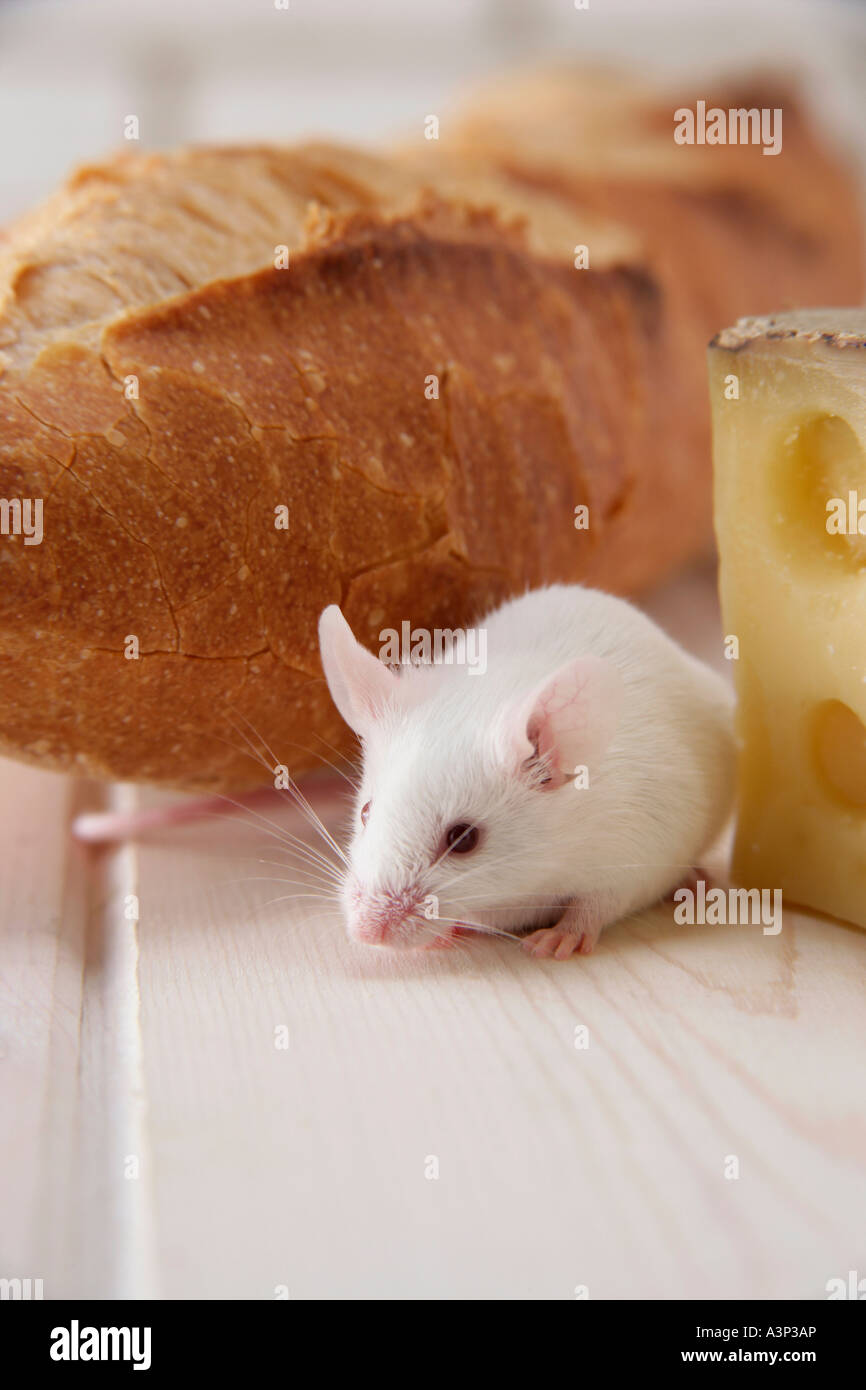 A mouse walking among foods Stock Photo - Alamy