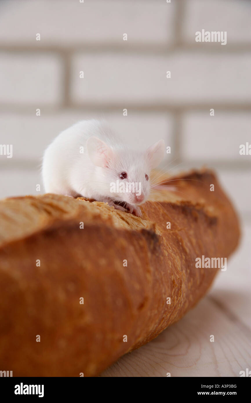 A mouse on top of bread Stock Photo - Alamy