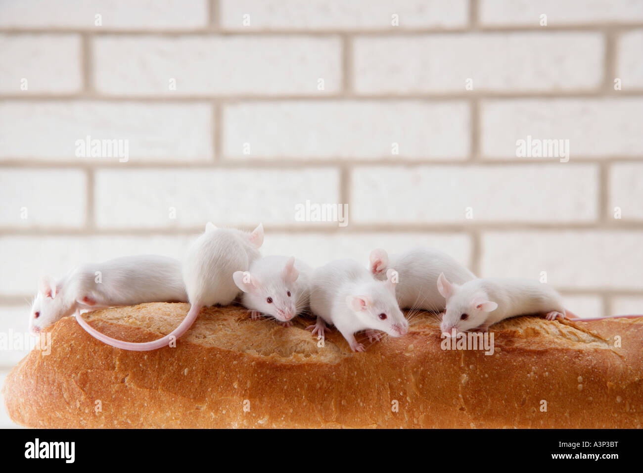 Mice on top of bread Stock Photo - Alamy
