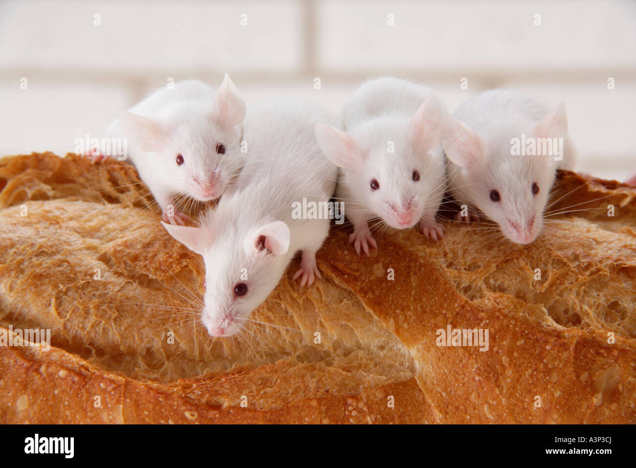 Mice on top of bread Stock Photo - Alamy