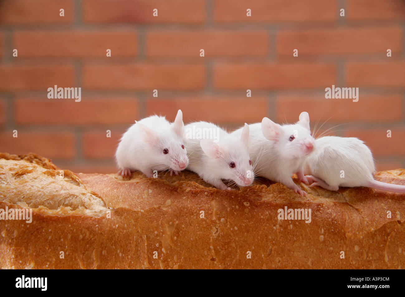 Mice on top of bread Stock Photo - Alamy