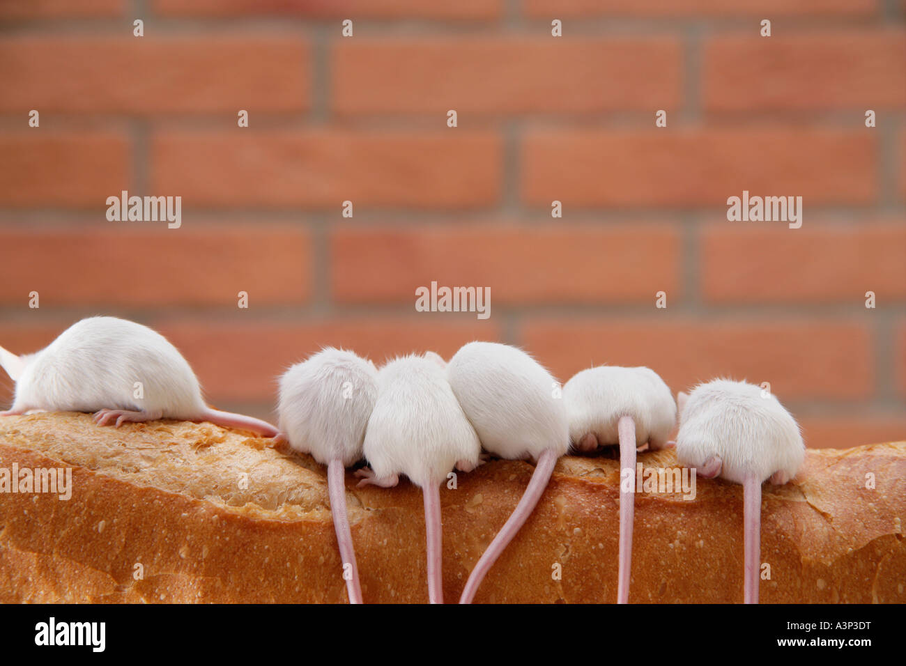 Mice on top of bread Stock Photo - Alamy