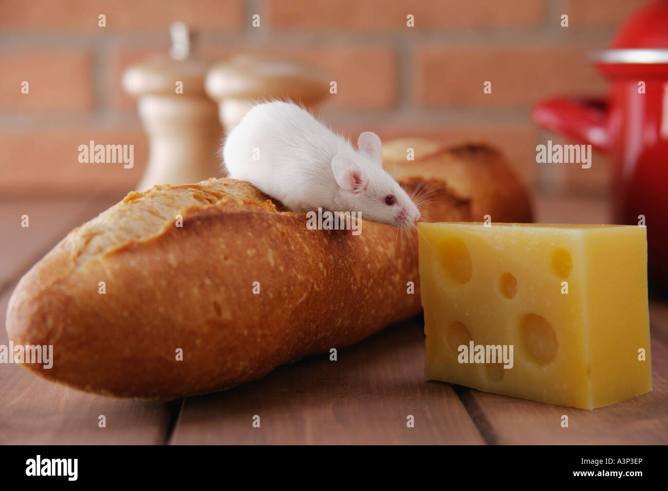 A mouse smelling cheese Stock Photo - Alamy