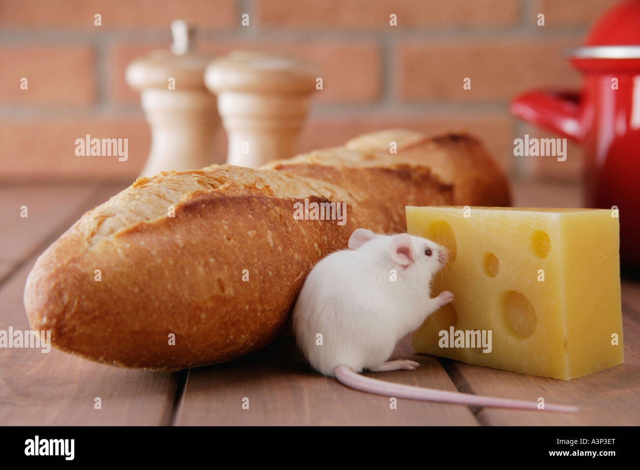 A mouse eating cheese Stock Photo - Alamy