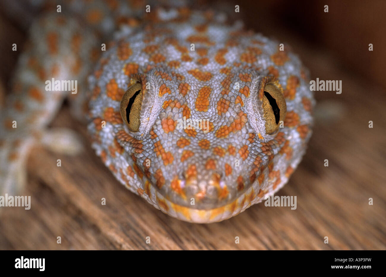 Tokay Gecko Gekko gecko Close up shot of head Thailand Stock Photo - Alamy