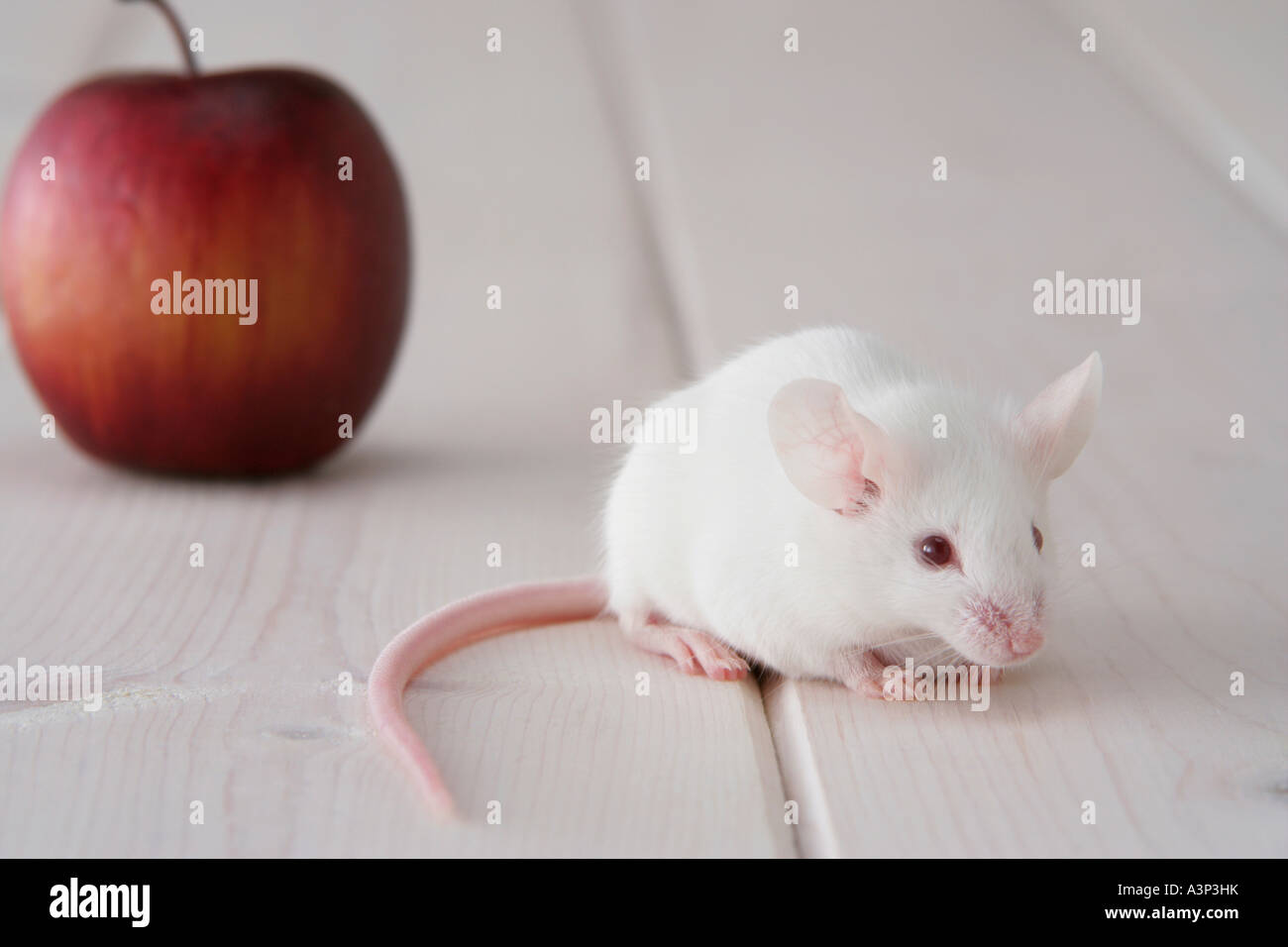A mouse and an apple Stock Photo - Alamy