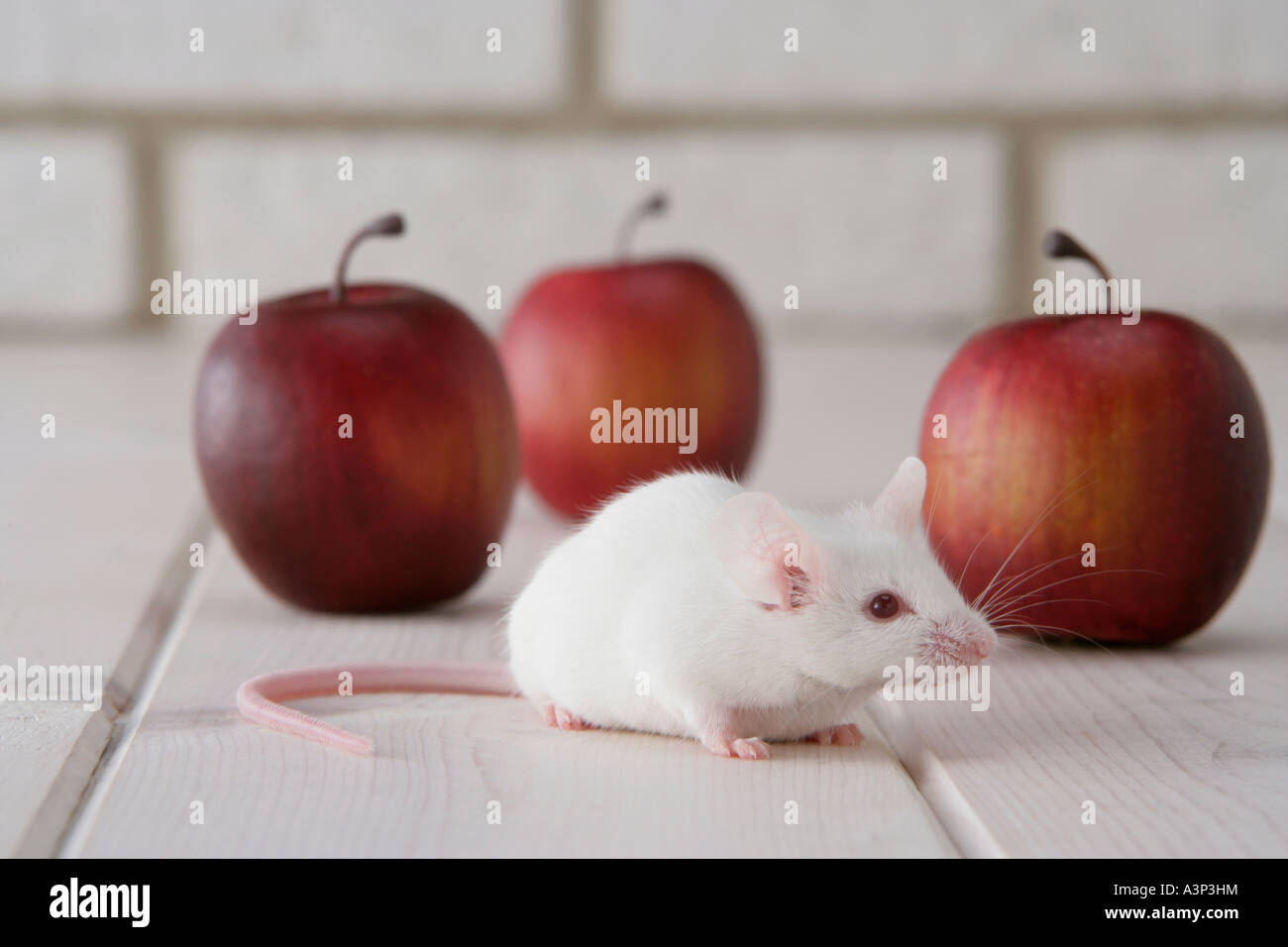 A mouse and apples Stock Photo - Alamy