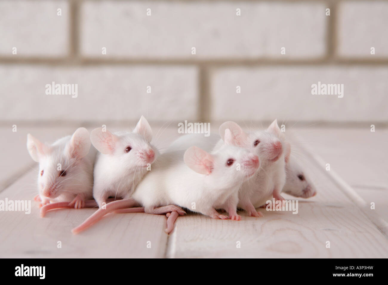 Mice huddled together Stock Photo - Alamy