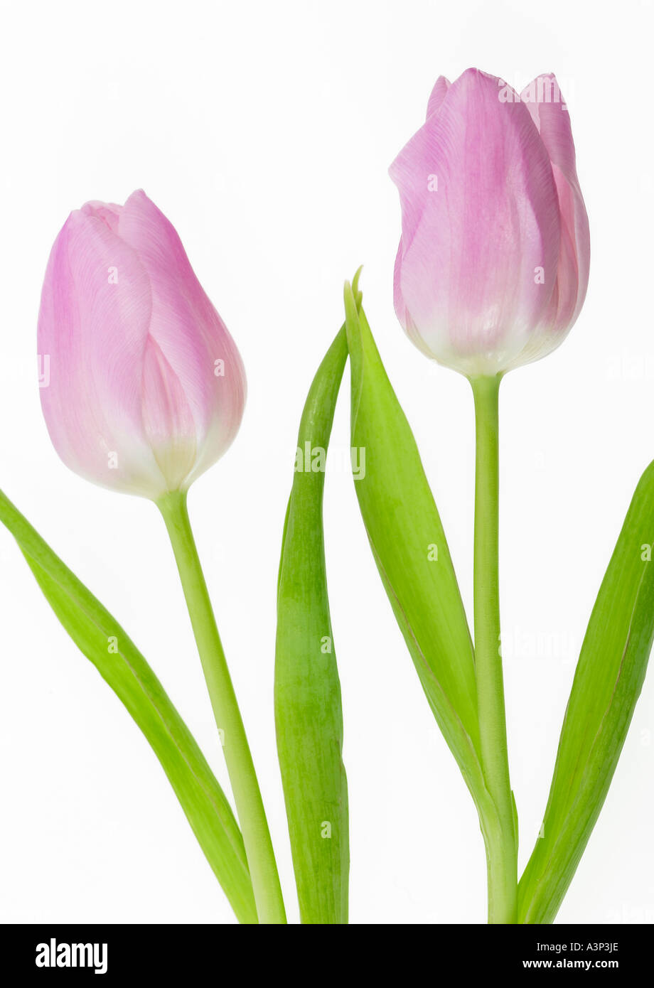 Two cut pink tulips hi-res stock photography and images - Alamy