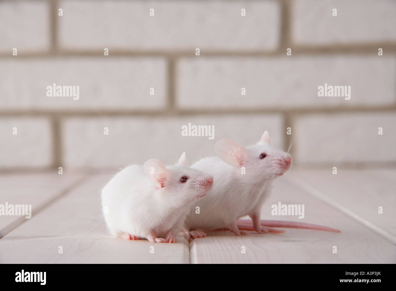 Mice huddled together Stock Photo - Alamy