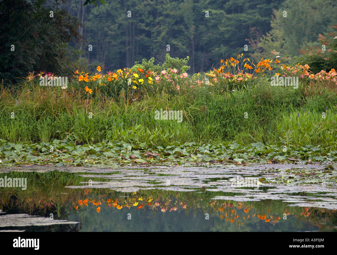 Garden Flowers across pond Stock Photo - Alamy