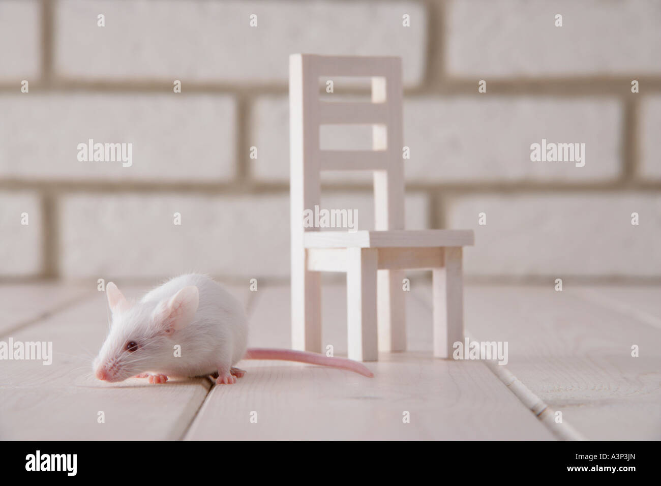 A mouse and tiny chair Stock Photo - Alamy