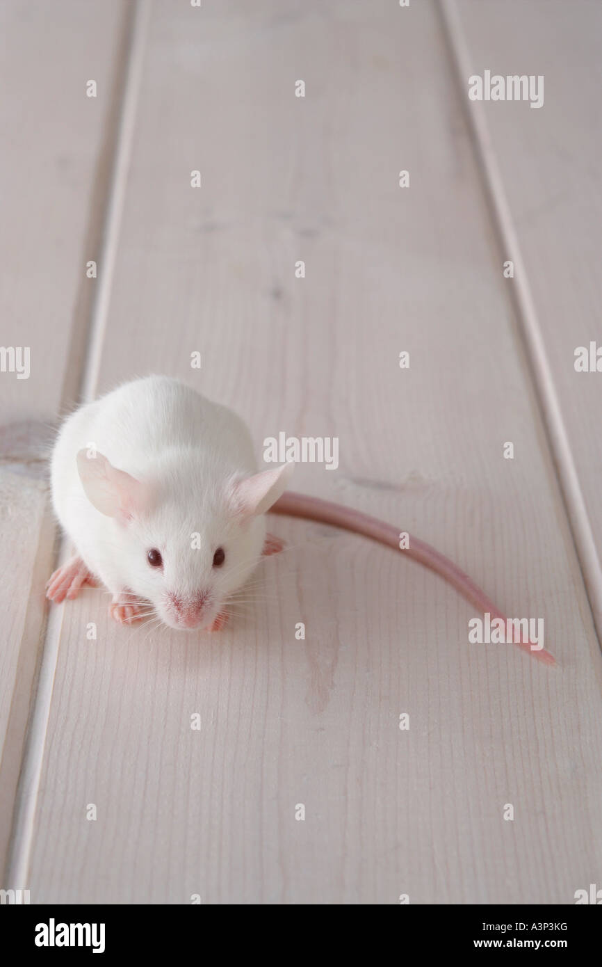 A mouse on floor Stock Photo - Alamy