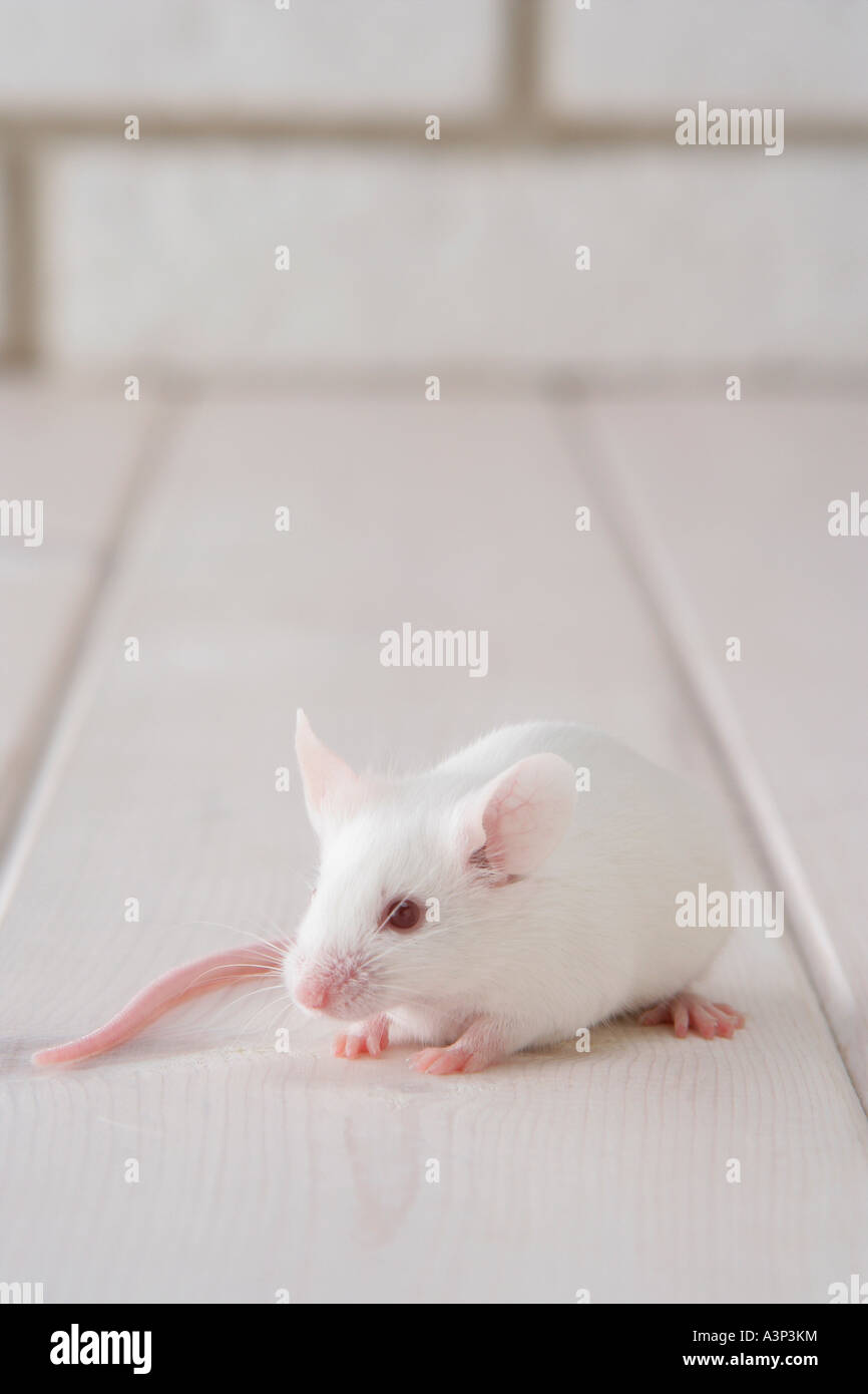 A mouse on floor Stock Photo - Alamy