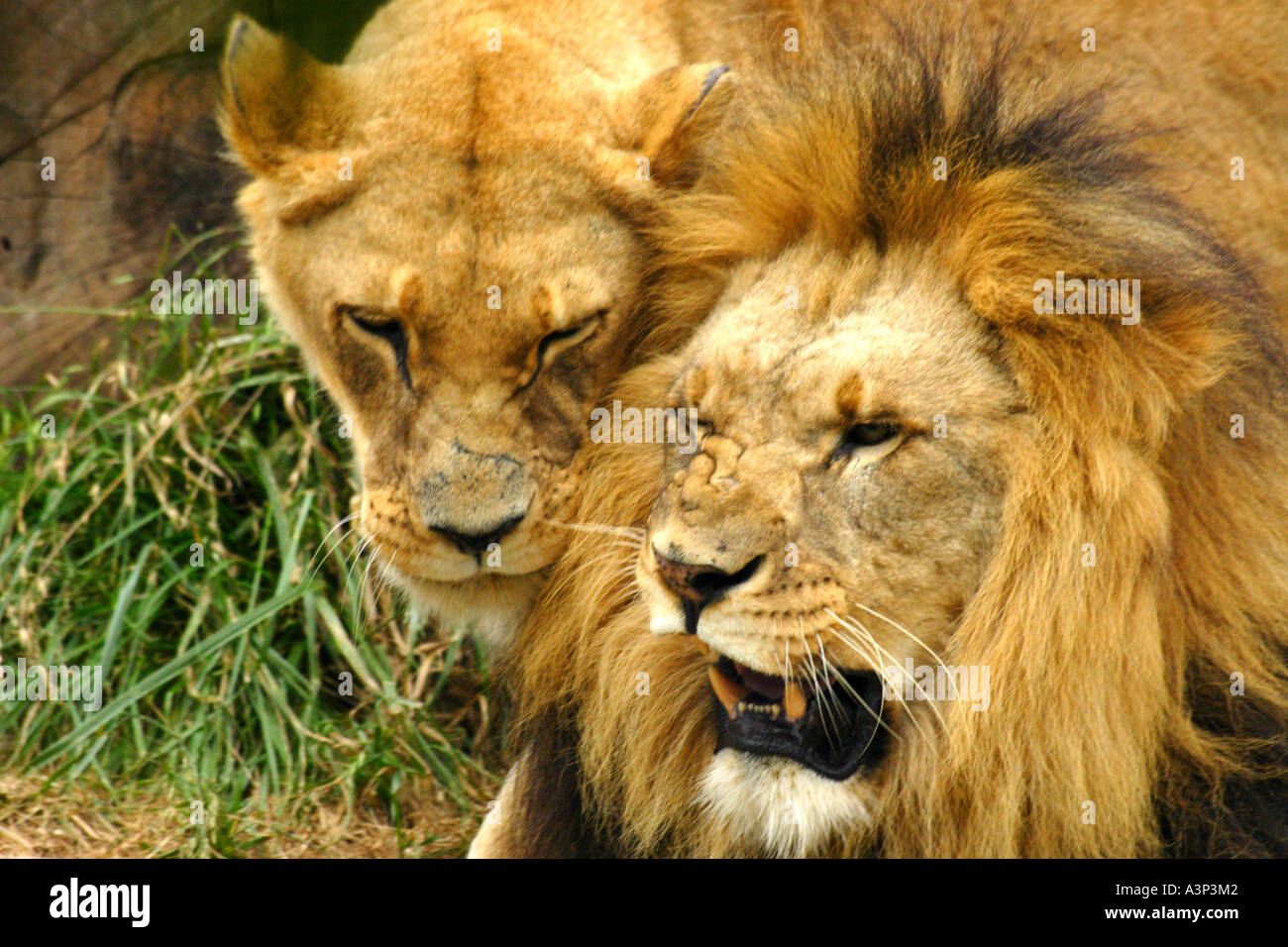 Lion grunting hi-res stock photography and images - Alamy