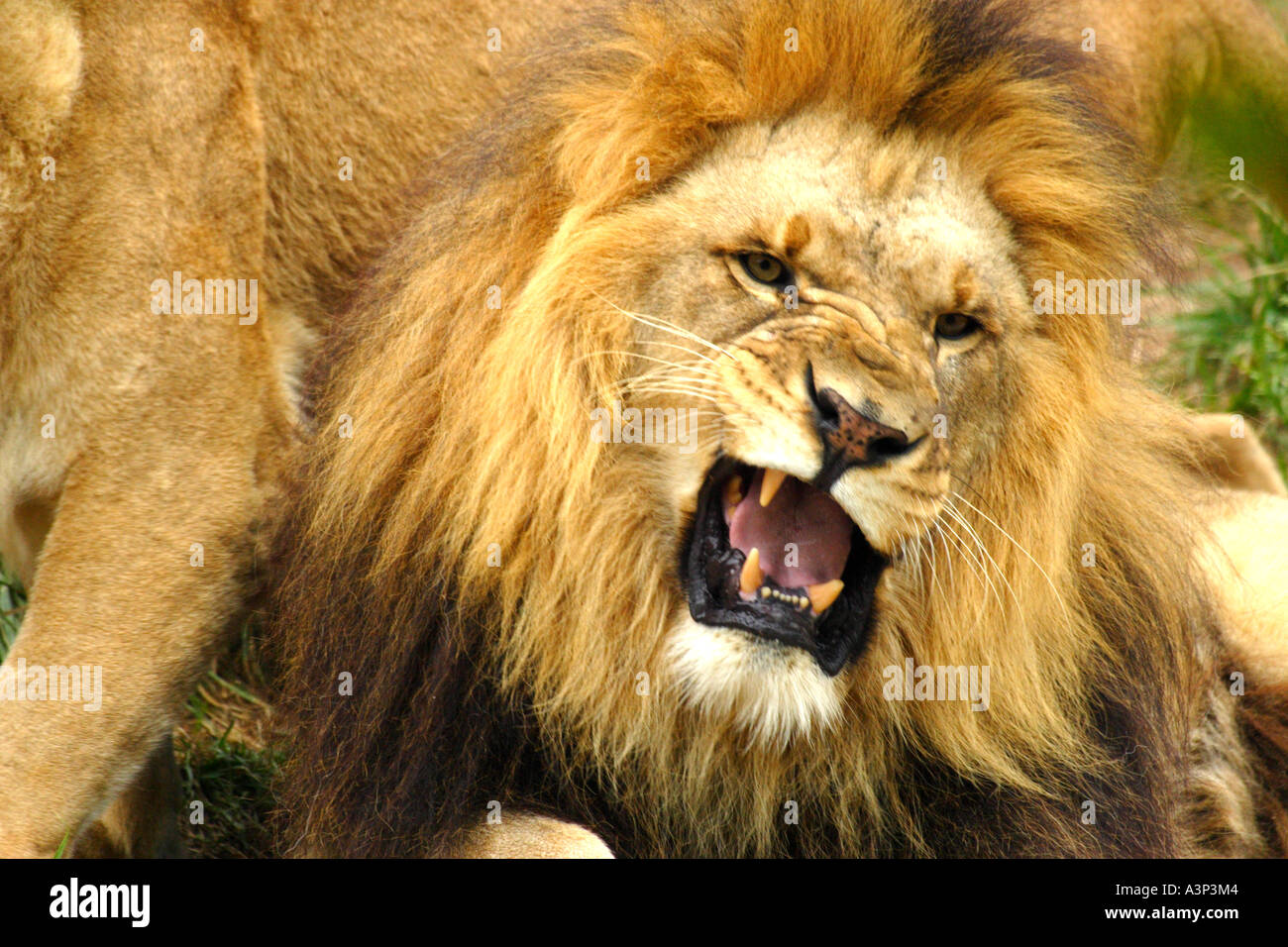 Lion grunting hi-res stock photography and images - Alamy