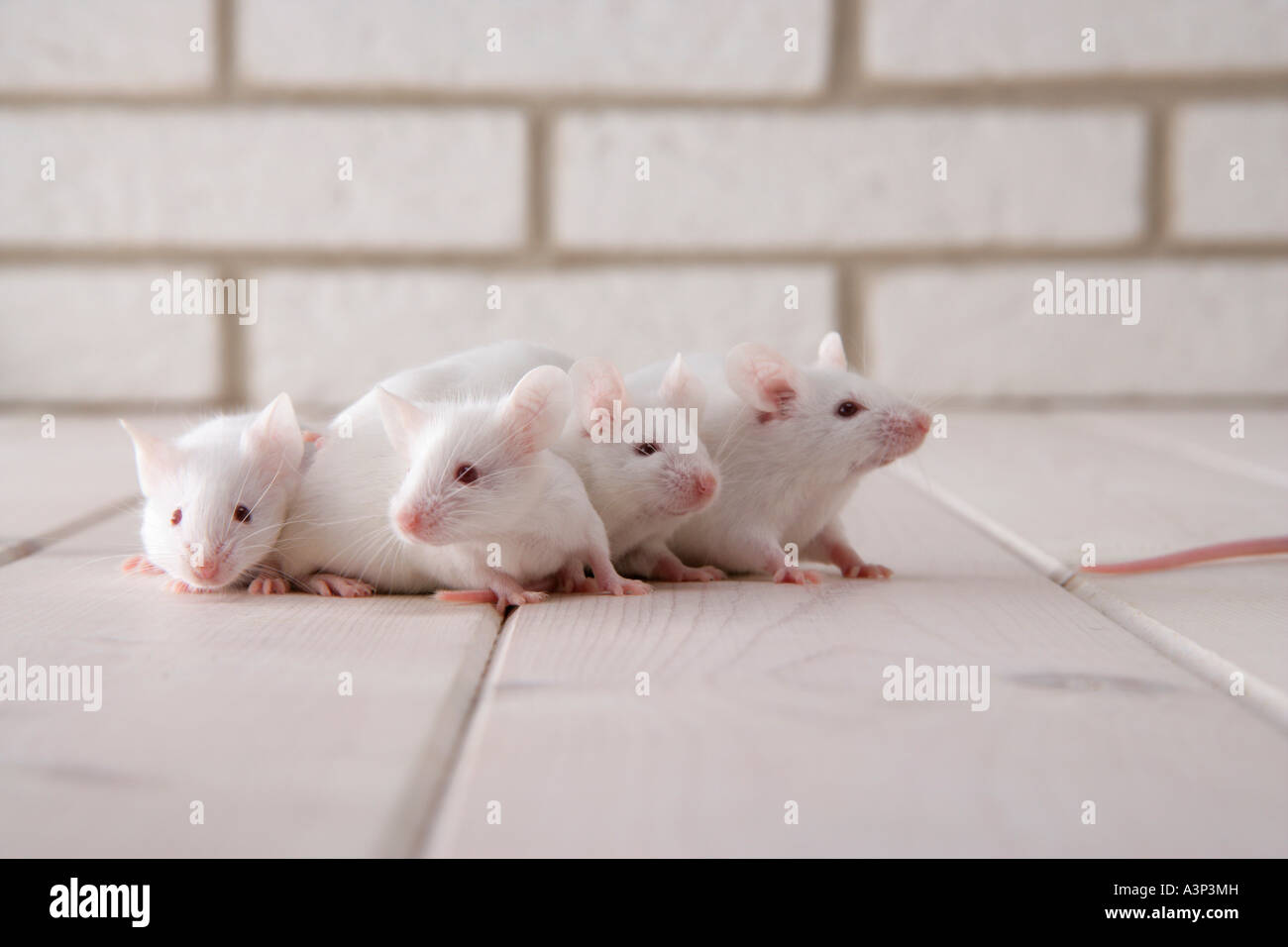 Mice huddled together Stock Photo - Alamy