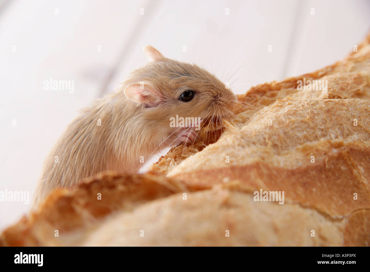 Gerbil eating bread Stock Photo - Alamy