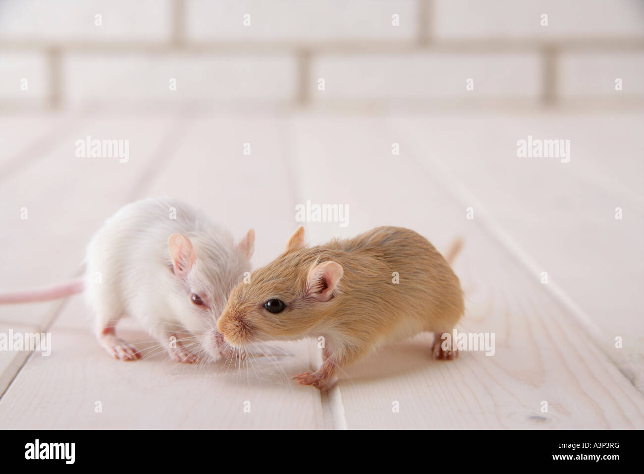 Gerbil face hi-res stock photography and images - Alamy