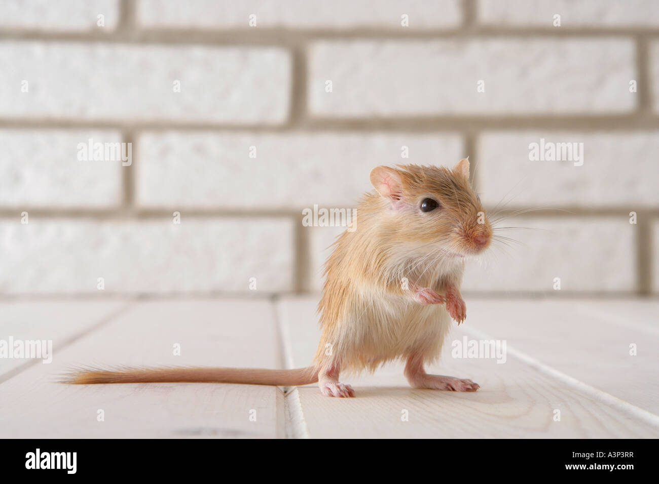 Gerbil standing hi-res stock photography and images - Alamy