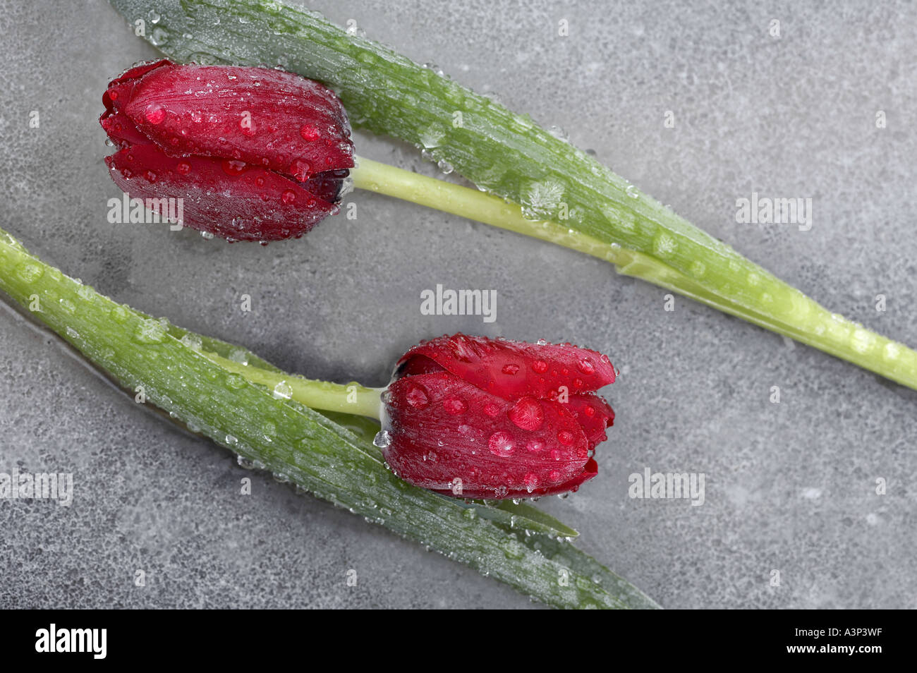 Frosted Red Tulips on Sheet of Frozen Glass Stock Photo - Alamy