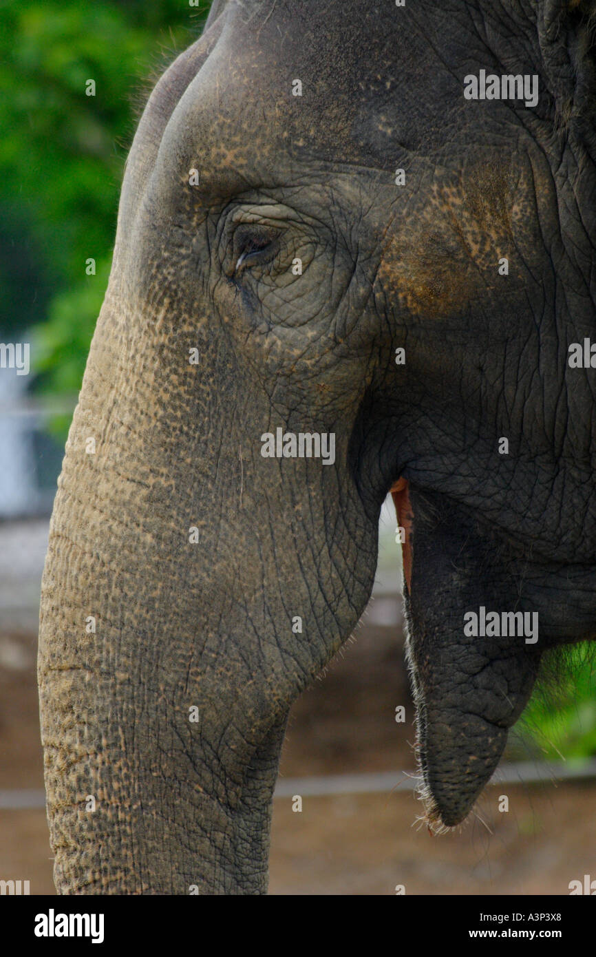 elephant profile, close up Stock Photo - Alamy